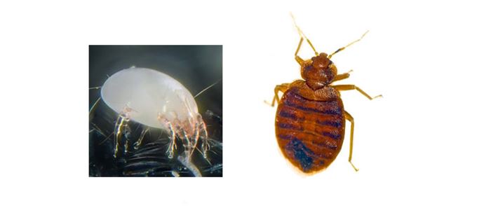 Dont Get Confused With Bed Mites And Bed Bugs